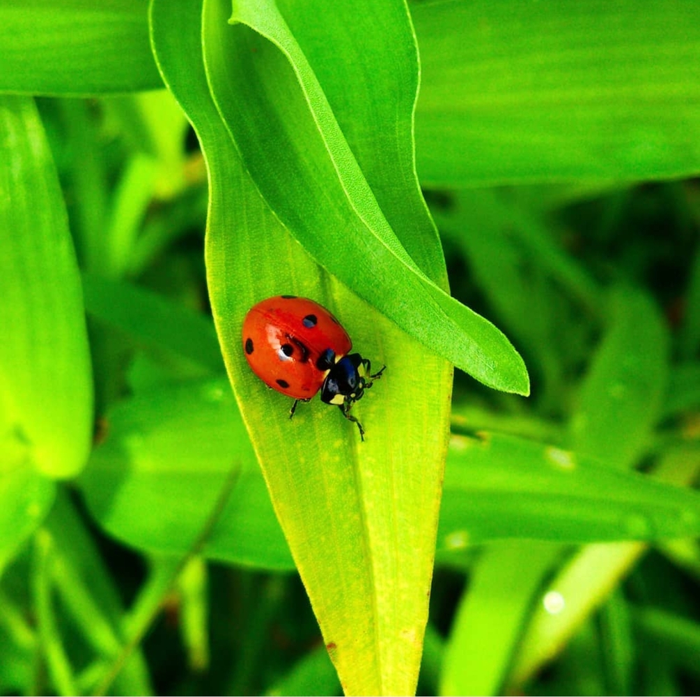 LADY BUG_Nature Photography