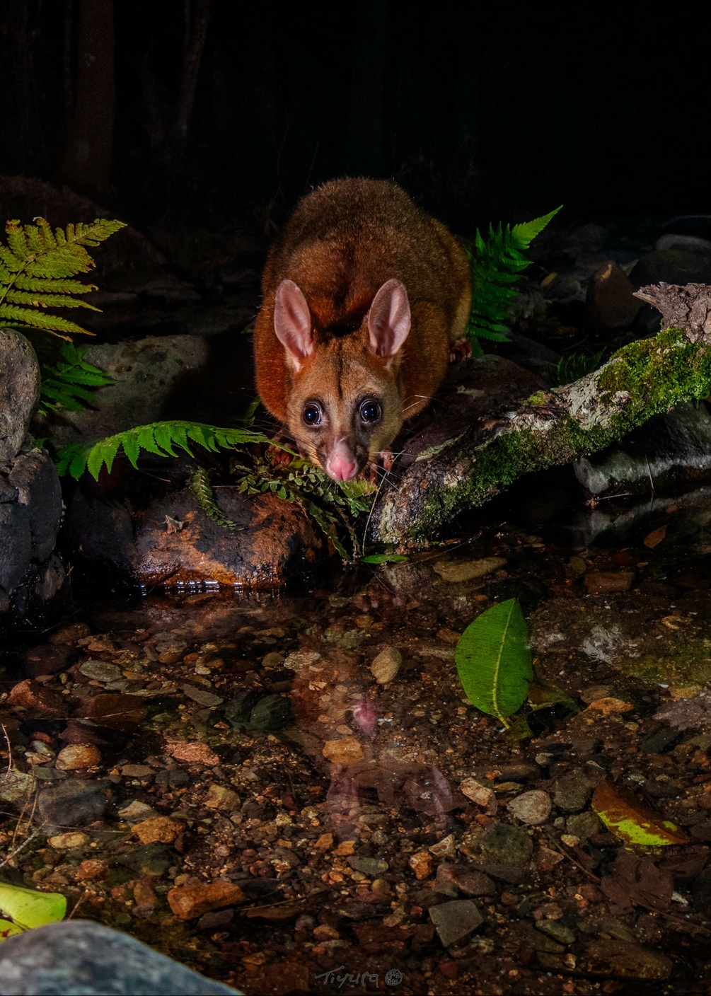 Brush Tailed Possum Orange (Yuwi Country) 2021