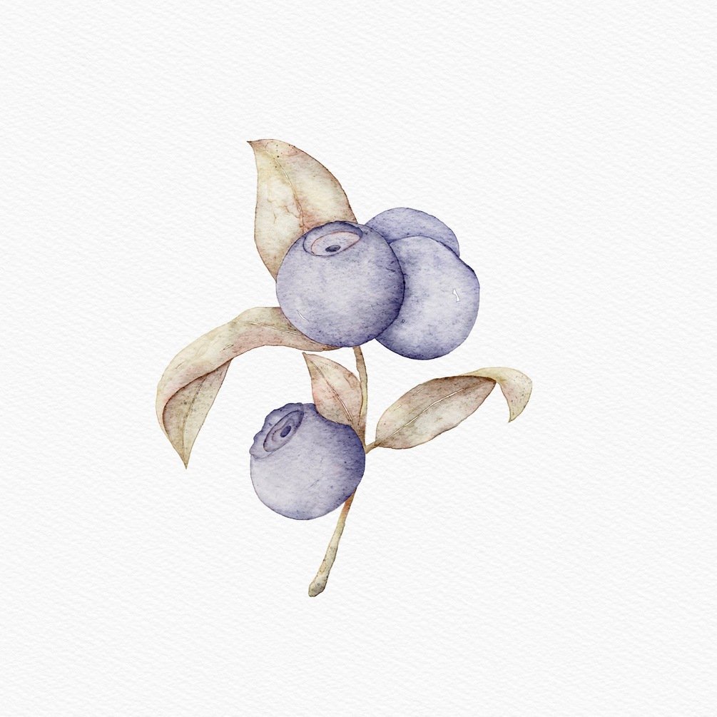 Blueberries - Color Palette and Sketch