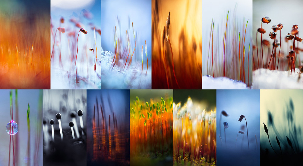 Moss - Wallpapers - iPhone 6s - 6 - SE - 5