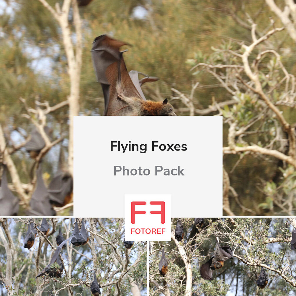 171 photos of Flying Foxes
