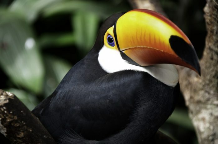 Tucan