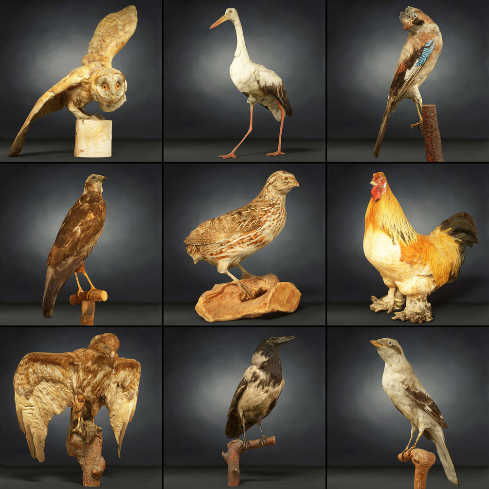 9 Highly Detailed 3D Scanned Bird Models: Owl, Stork, Rooster, and More
