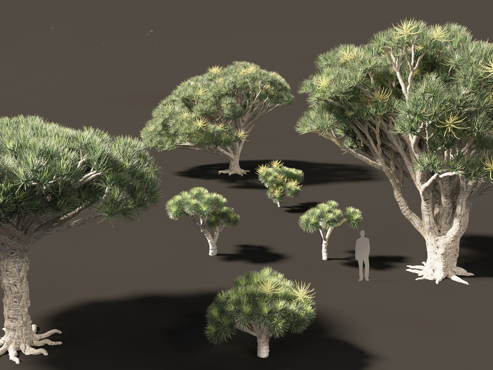Dracaena draco - Dragon tree 3D Model