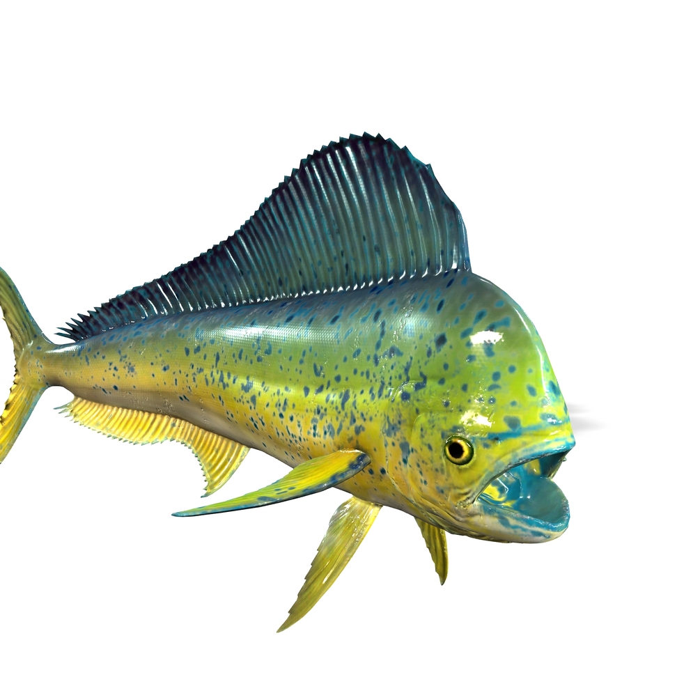 DORADO FISH TROUT PEA SHARK SALMON 3D MODEL BASS OCTOPUS ANIMATED 3D ...