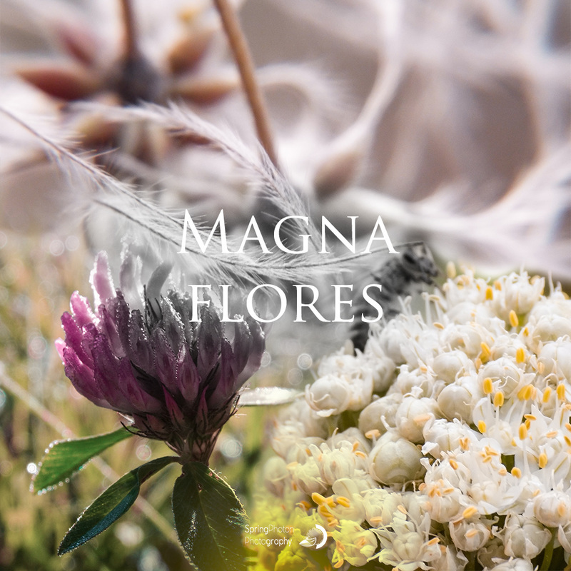 Magna Flores - 20 photos 4000x3000px Macro Flowers Pack