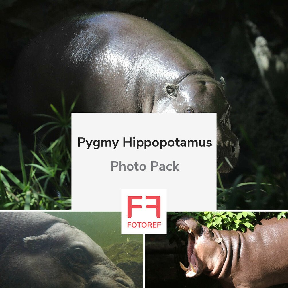 109 photos of Pygmy Hippopotamus