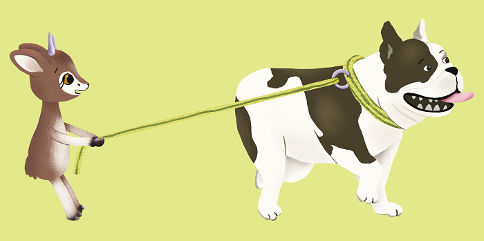 Dik-Dik Animal Facts