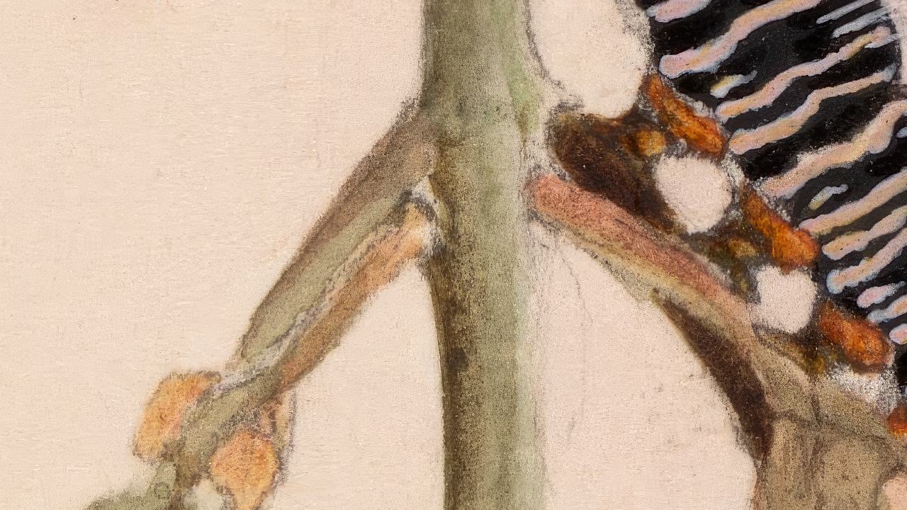 Vine moth, Comocrus behri by Arthur Bartholomew