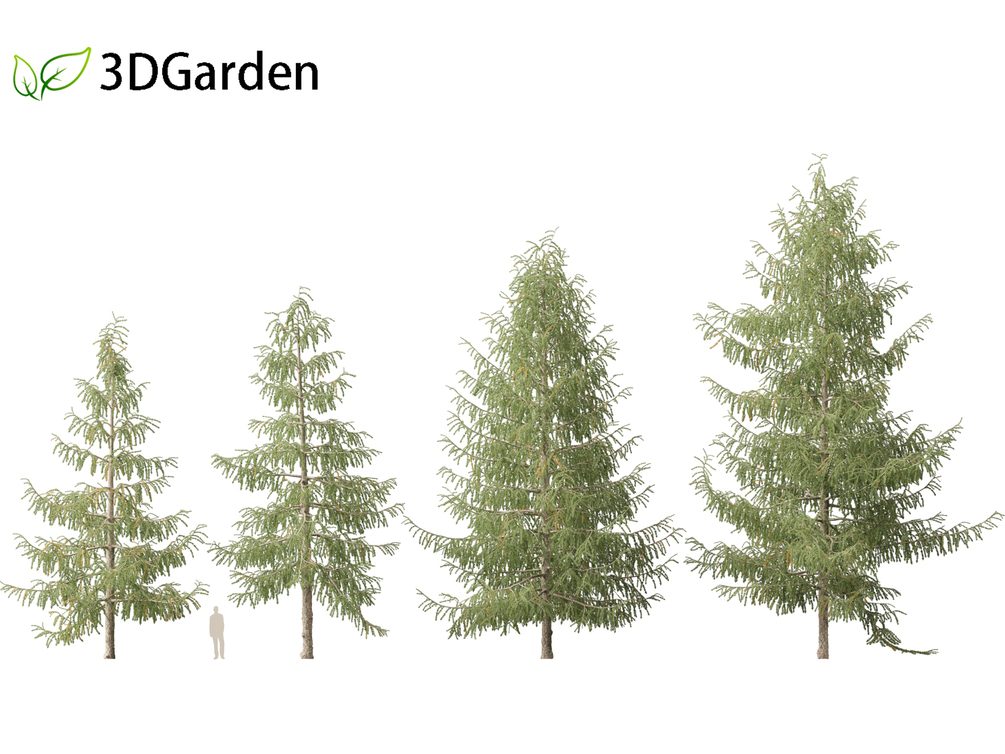 Larix decidua – European larch 3D Model
