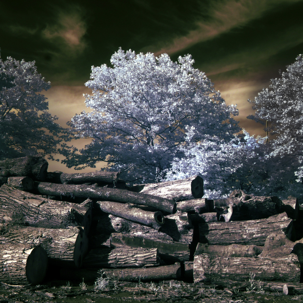 Instant Download & Printable: Tree Trunks (square) ©2021 (infrared)