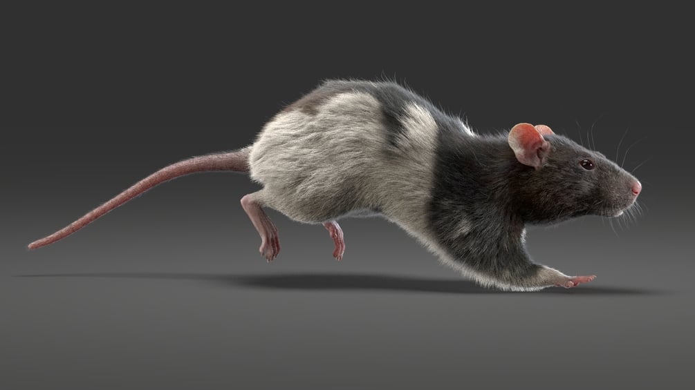 Rat Fur Animated Spotted