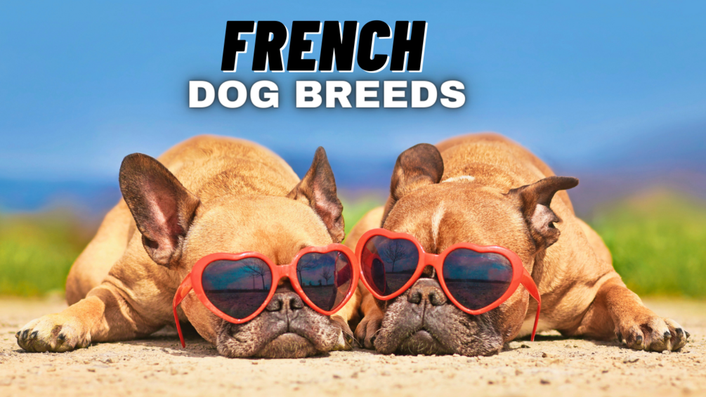FRENCH DOG BREEDS