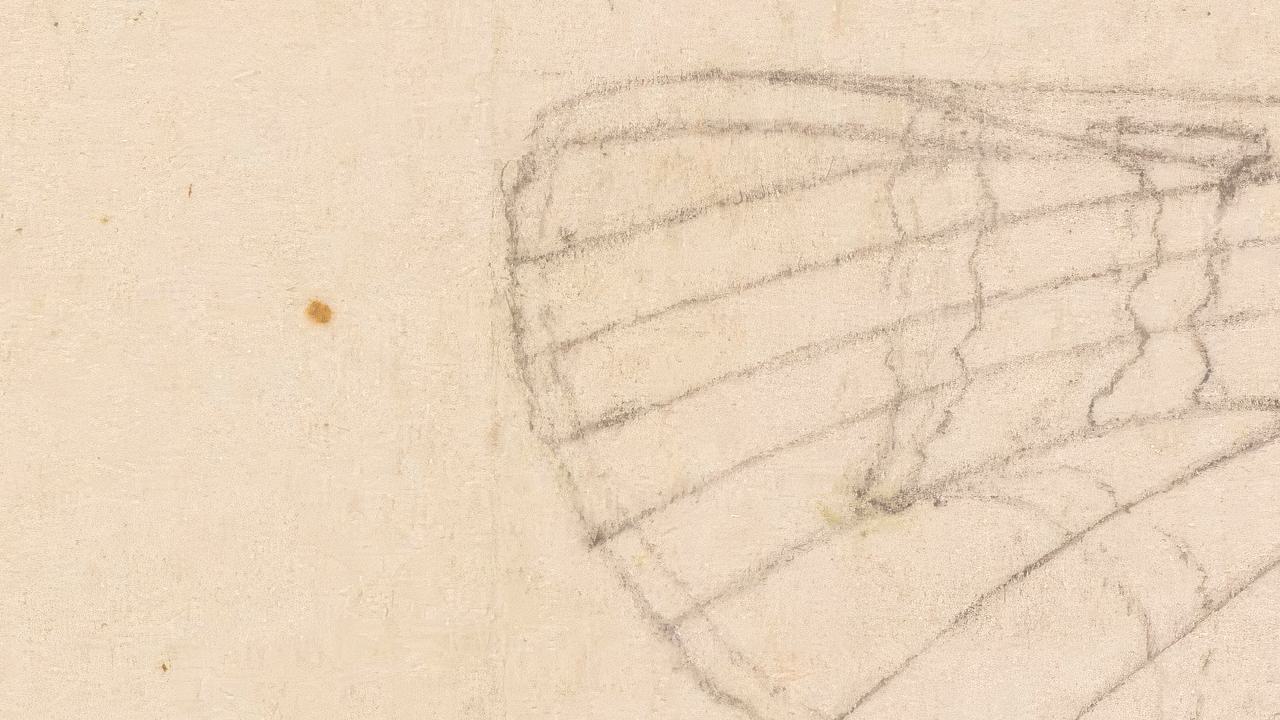 Vine moth, Comocrus behri by Arthur Bartholomew