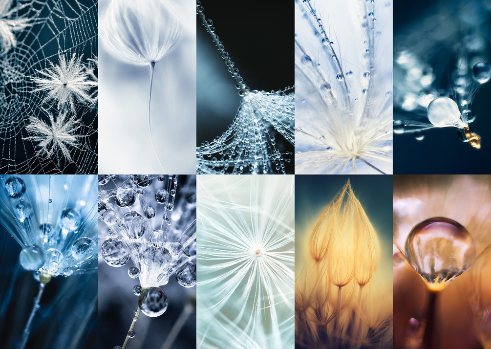 Seeds II - Wallpapers - Full HD