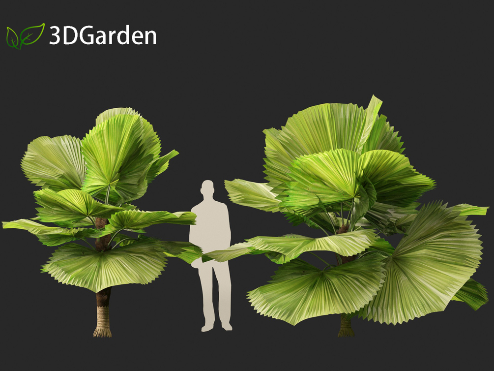Licuala grandis – Swamp Fan Palm 3D Model