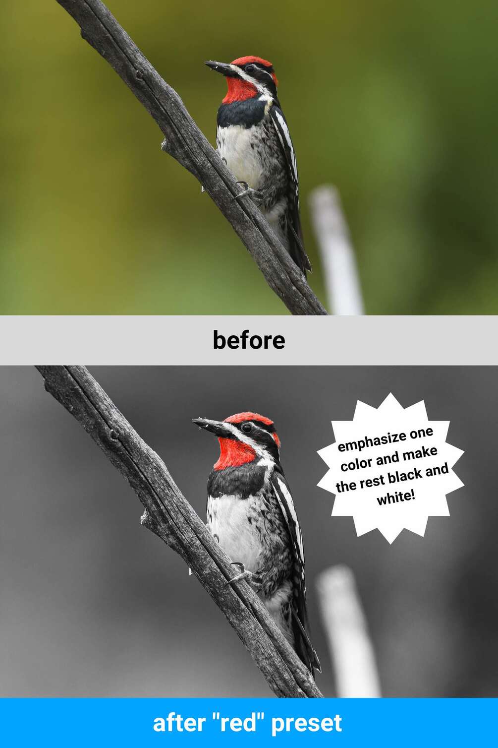 birdpack™ by birdspot: 125+ Lightroom presets for bird photos