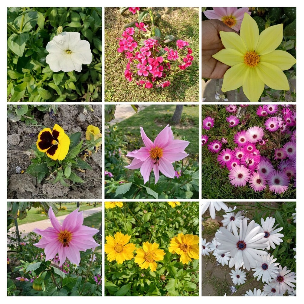 Collection of 13 HD Flower Photographs