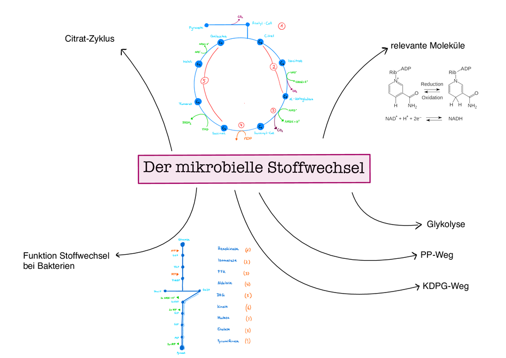 Detailed Overview: Microbial metabolism/Mikrobieller Stoffwechsel ...