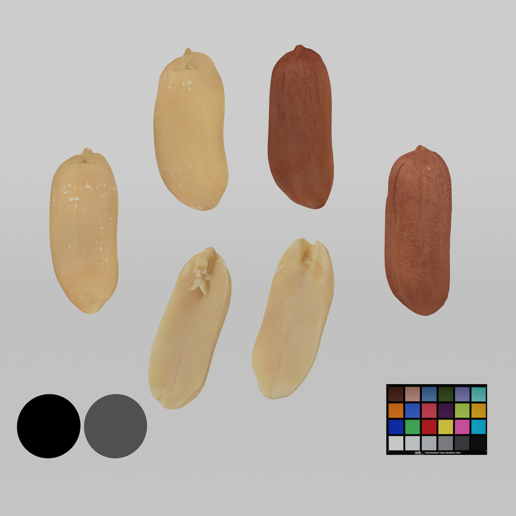 Peanut - Kernels (3D/Digital)
