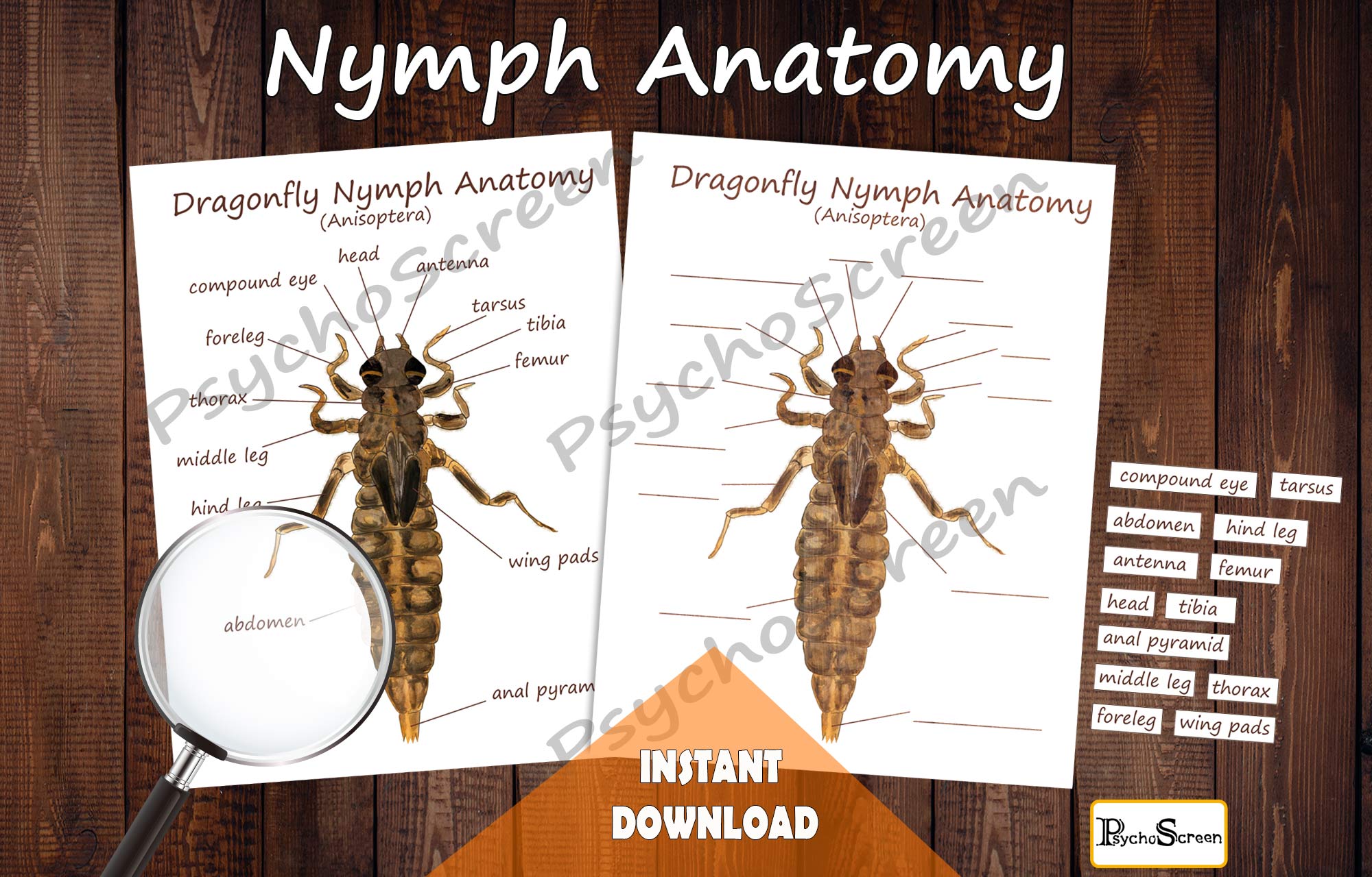DRAGONFLY Unit Study: MEGA Printable dragonflies set, anatomy, life ...