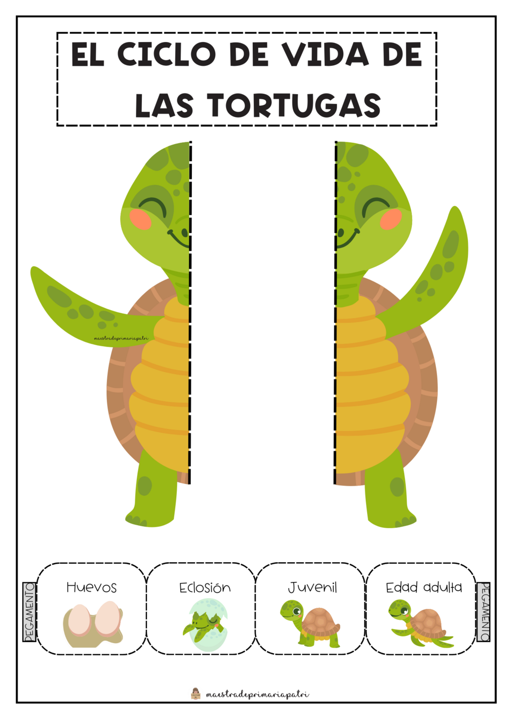 Ciclo de vida de las tortugas