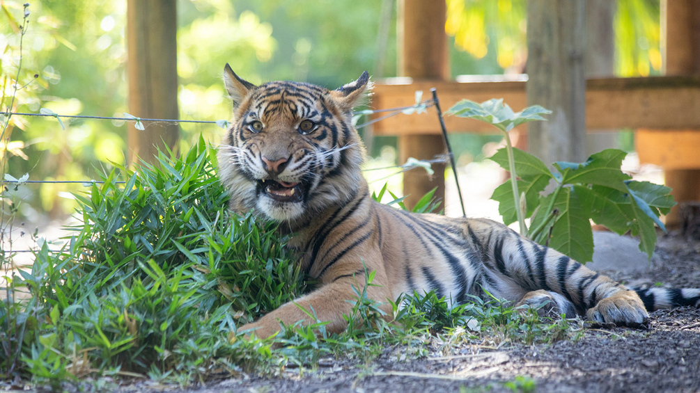 🐯 BIG CATS Reference Pack | 100+ photos