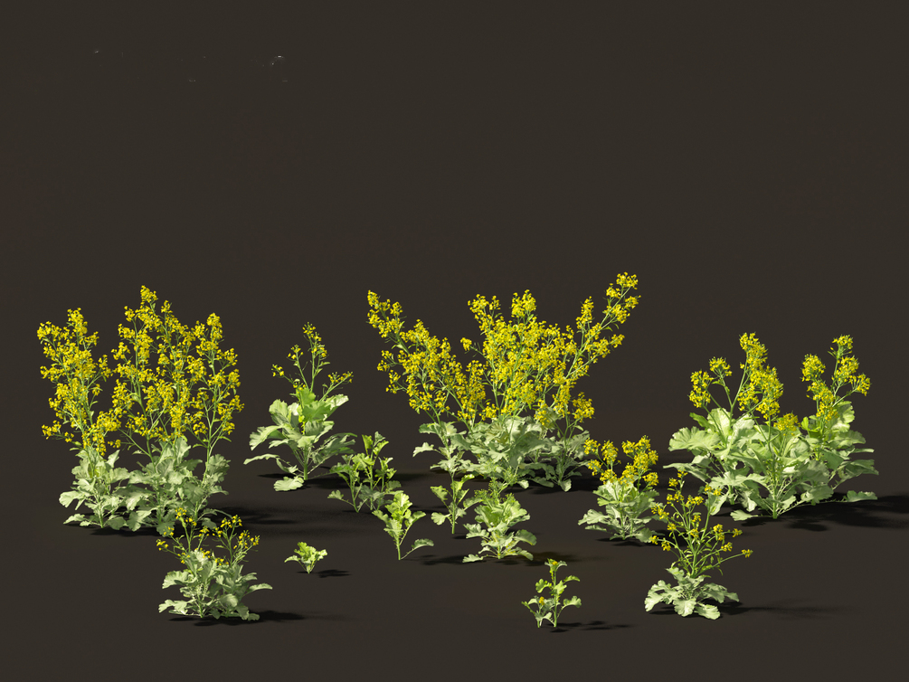 Brassica juncea – Chinese Mustard 3D Model