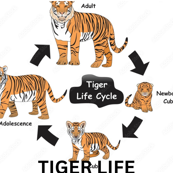 TIGER LIFE