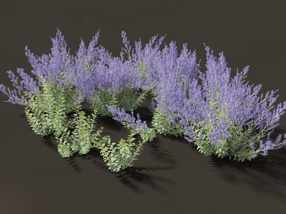Perovskia atriplicifolia – Russian sage 3D Model
