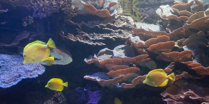 150+ Reference Photos for Artists - Aquarium - Alien Worlds and ...