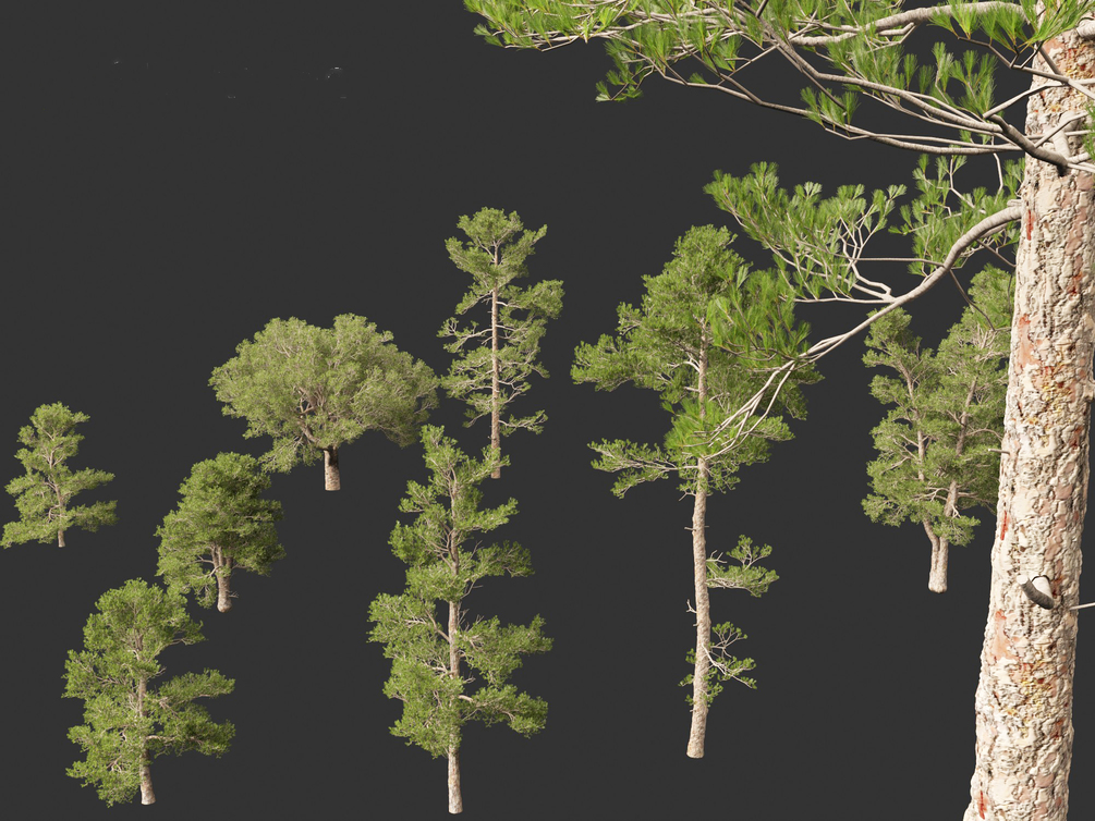 Pinus brutia – the Turkish pine 3D Model
