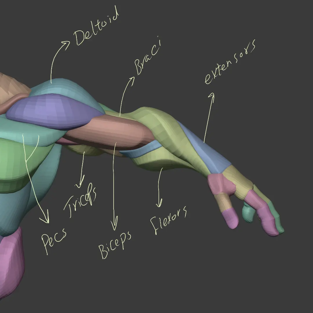 Arm Stylized Study - GZR - ART