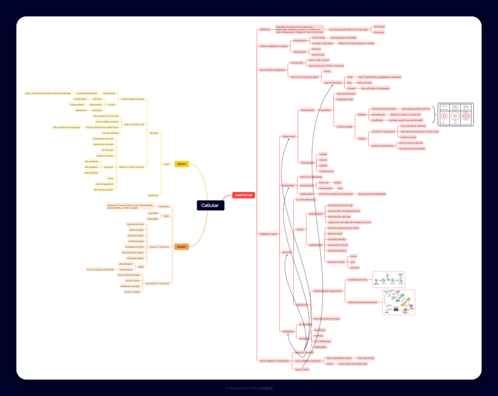 General Pathology-Mind map- Cellular Adaptation, Injury and Death