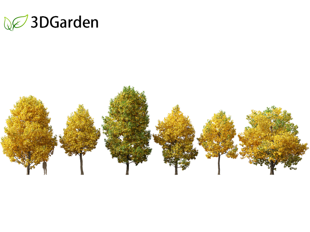 Liriodendron tulipifera Fastigiatum – Upright Tulip Tree 02 3D Model