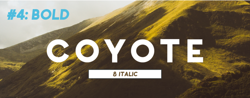 Coyote Bold