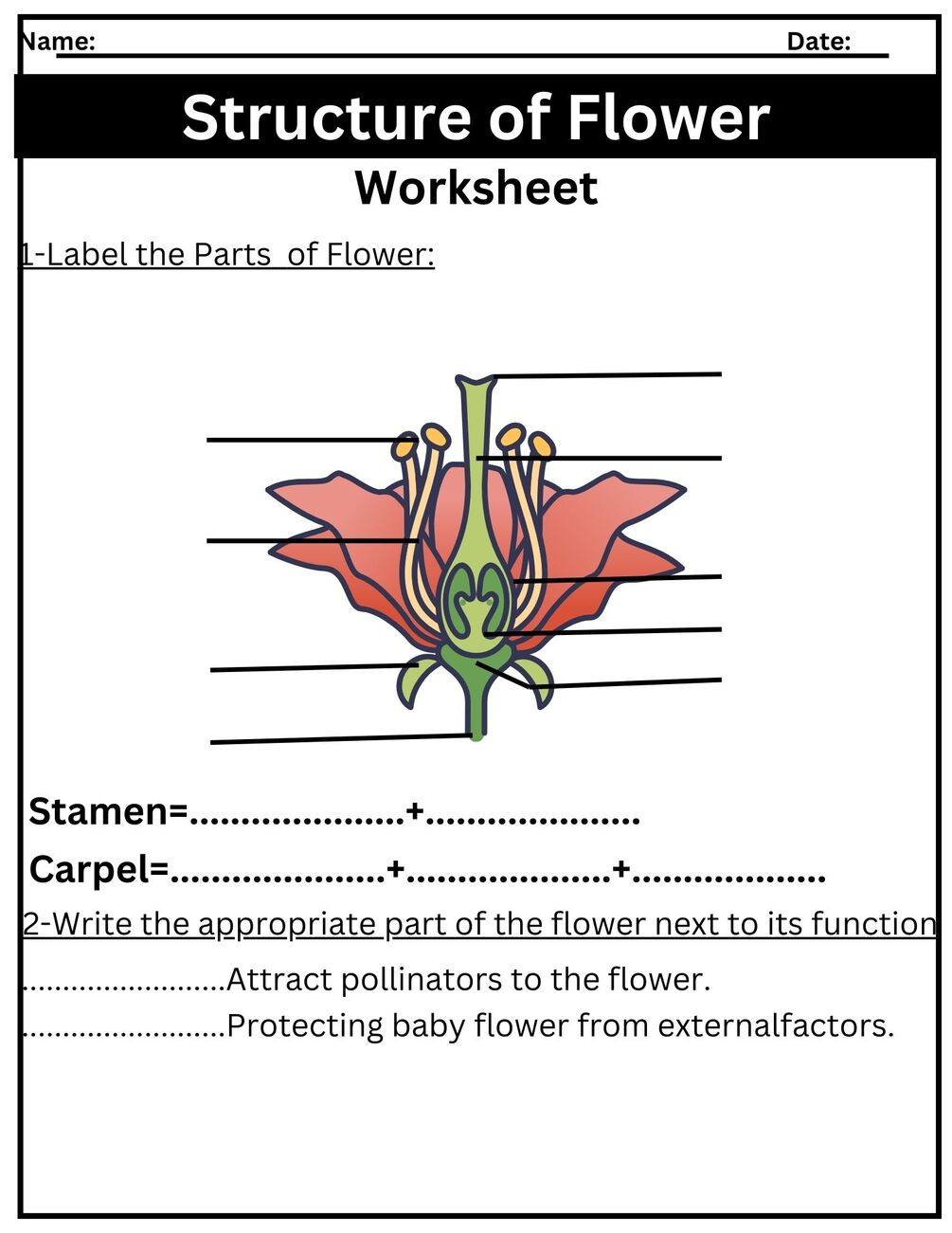 worksheet of structure of flower