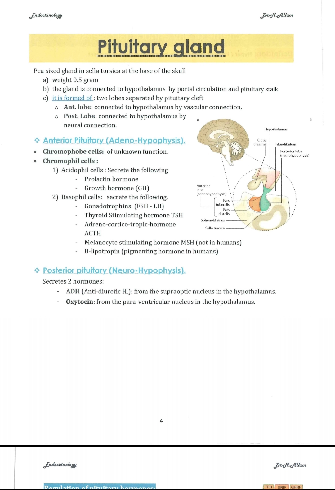 Endocrine book Dr Mahmood Allam محمود علام اندوكراين