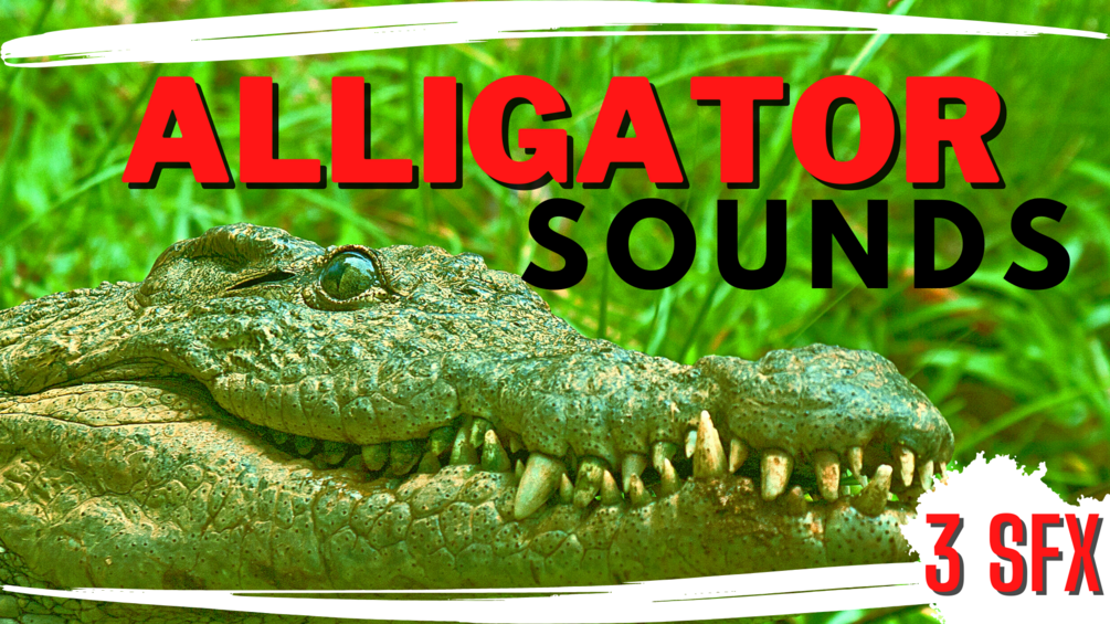 Alligator Sound Pack