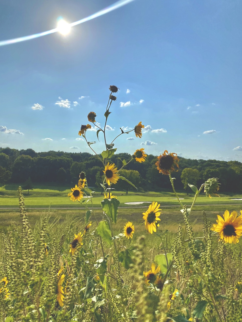 Sunflowers on a Hill