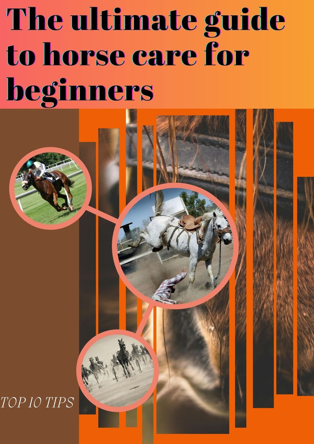 The ultimate guide to horse care for beginners
