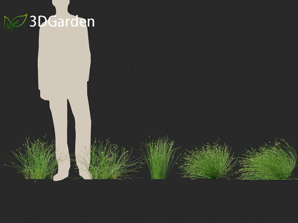 Isolepis cernua - Slender Club-rush 3D Model