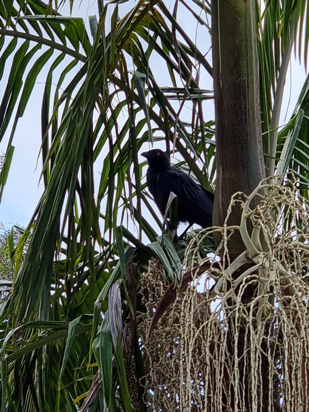 Surviving The Day With Crows: A Nurospicy Rant