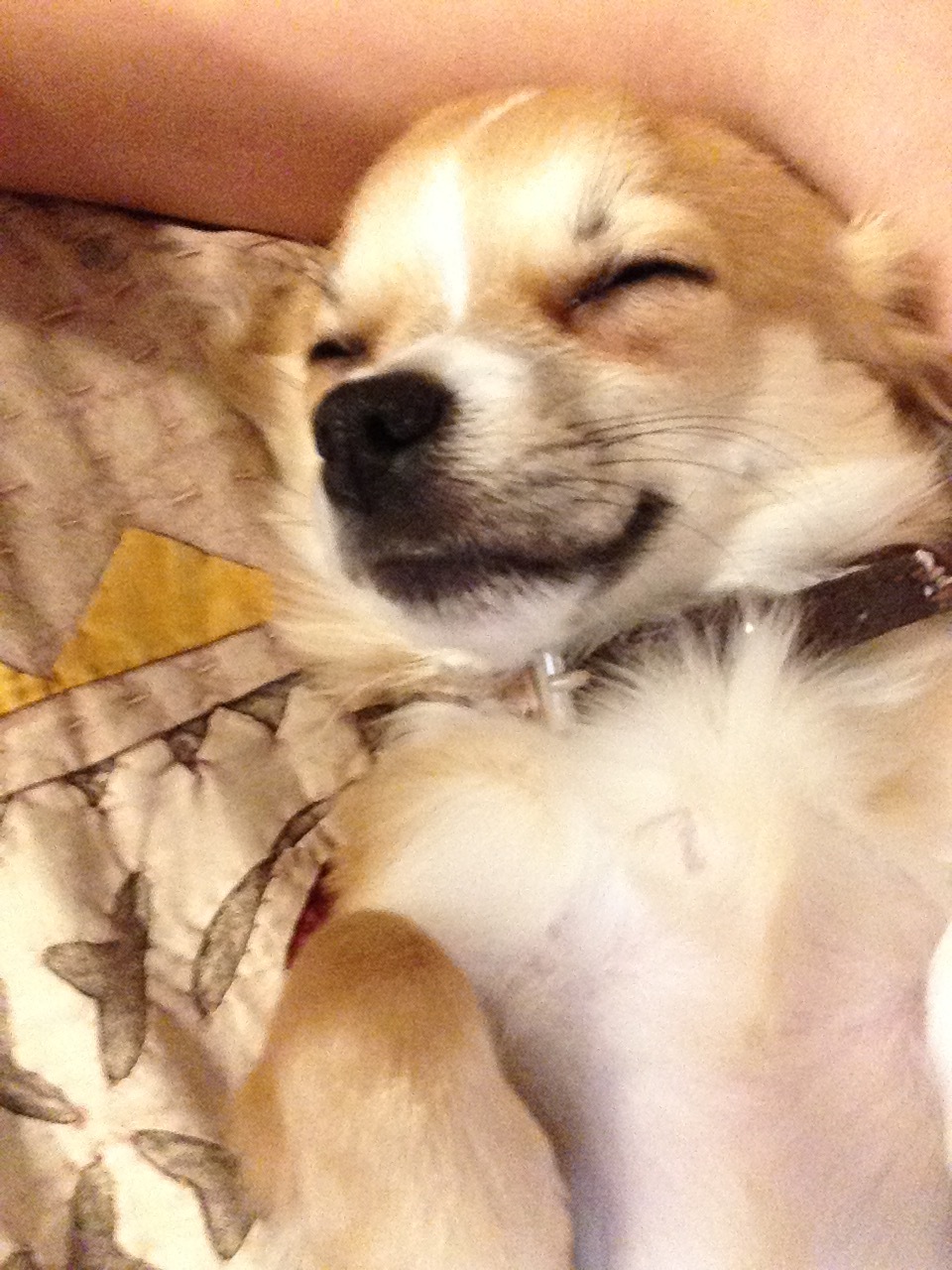 I will send you a file with a cute dog inside it !☺ I want to escape ...