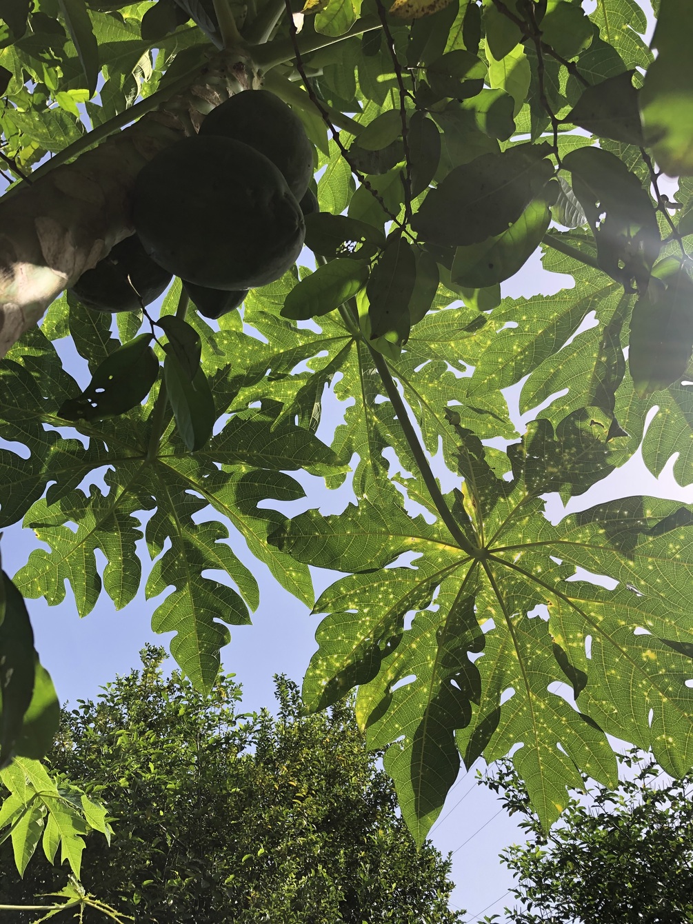 Simple alkaline diet by Sam Pocock