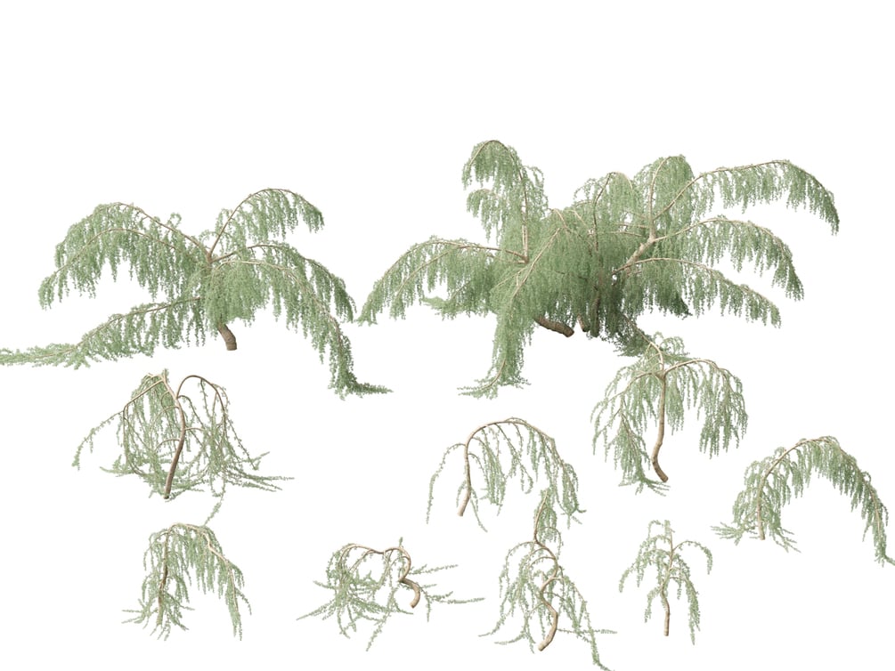 Cedrus atlantica Glauca Pendula - Atlas cedar 3D Model