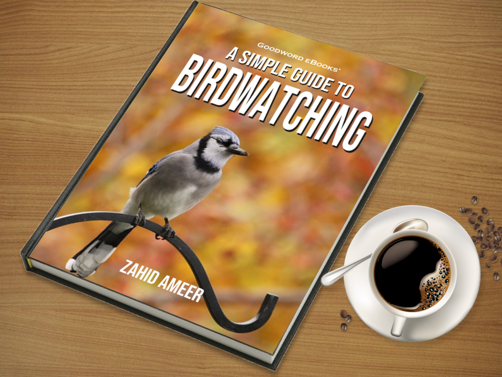 A Simple Guide To Bird Watching