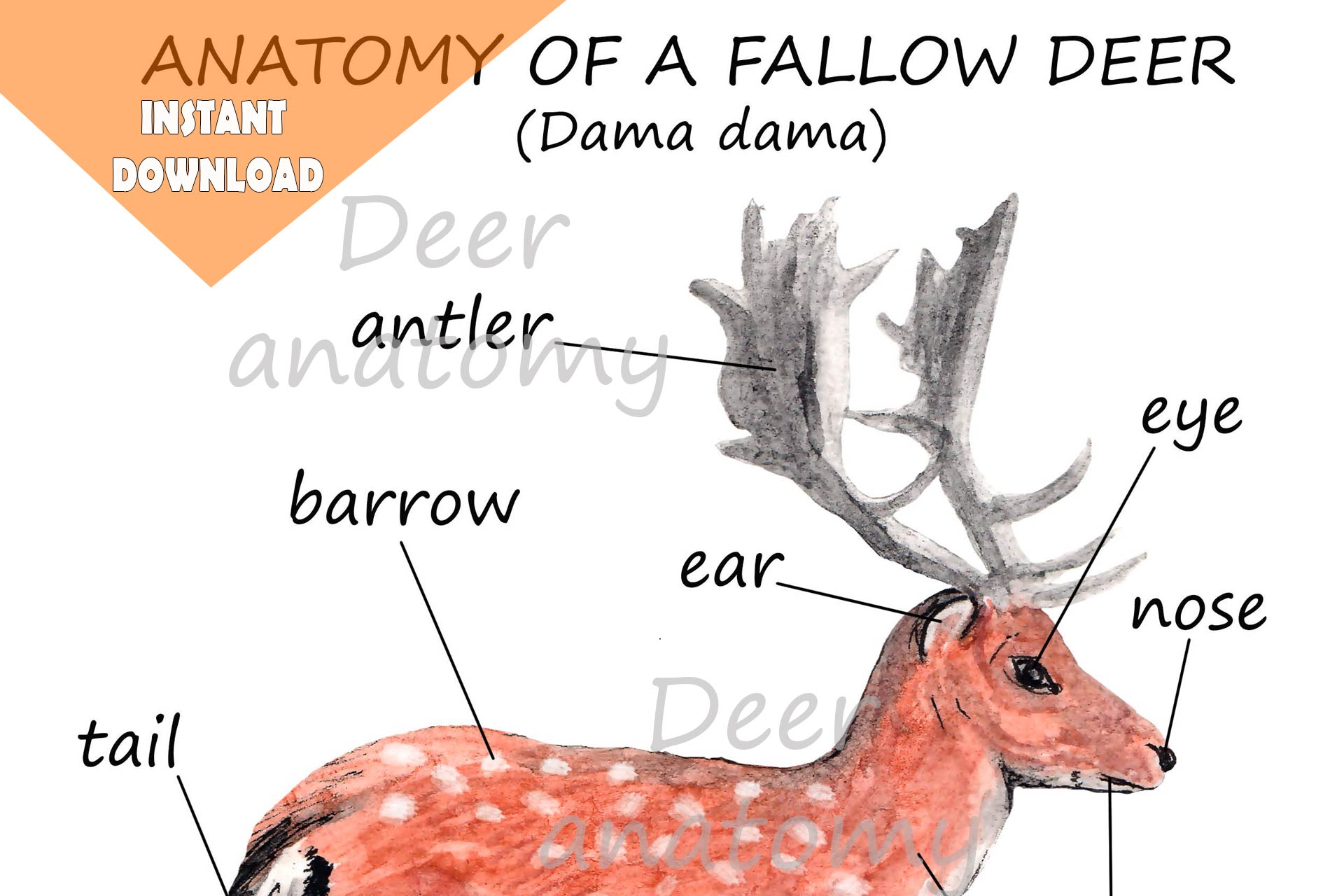 Fallow deer anatomy, body parts, diagram of a deer, Mammals, Biology ...