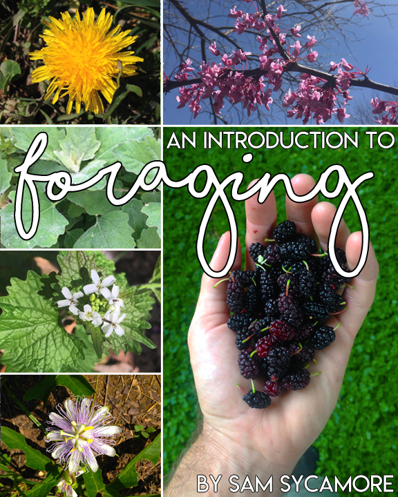 An Introduction to Foraging by Sam Sycamore