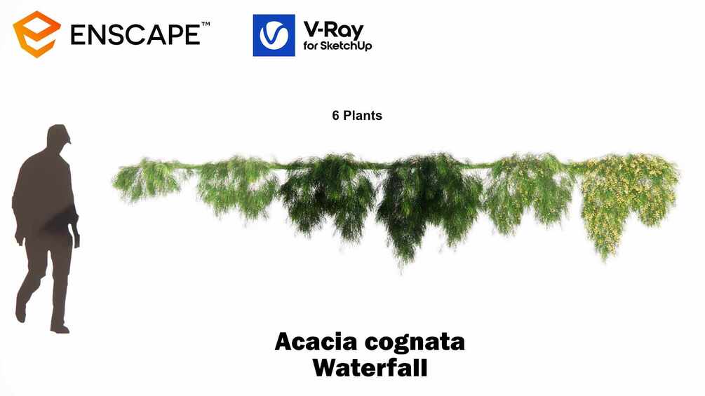 Acacia cognata Waterfall